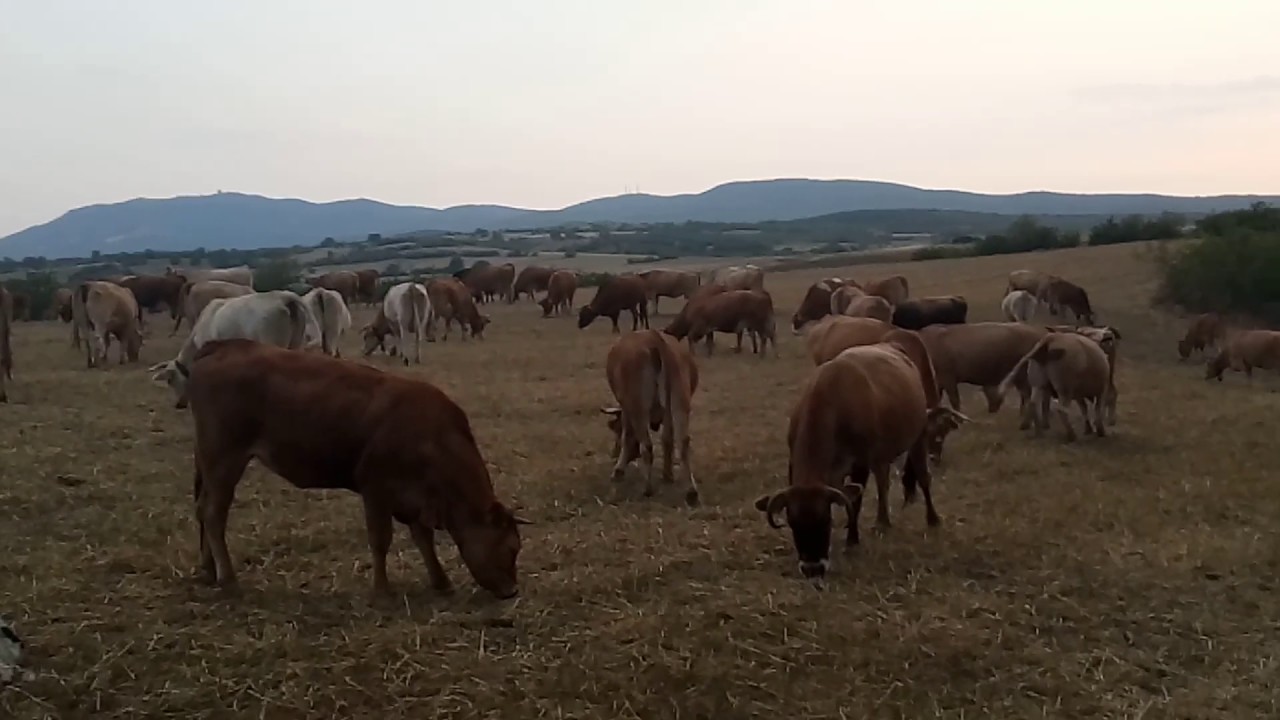 13-7-2017 ΑΓΕΛΑΔΕΣ ΝΟΜΟΣ ΡΟΔΟΠΗΣ ΚΡΩΒΥΛΗ - YouTube