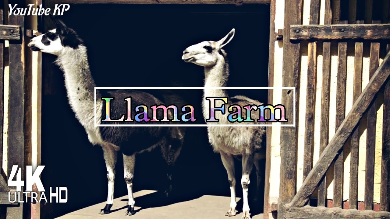 Llama Farm in 4k- Llama Farm Animals Animals HD Video - YouTube