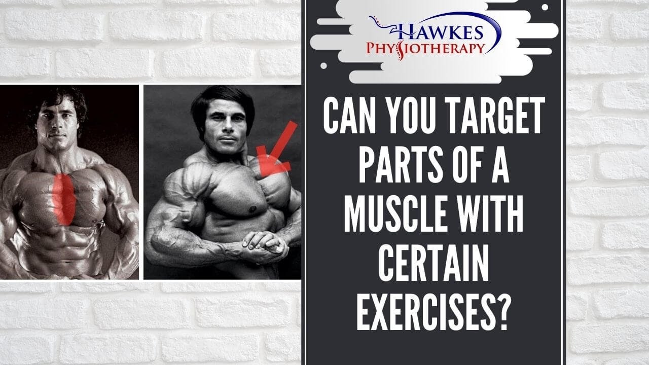 Can you target parts of a muscle with certain exercises? - YouTube
