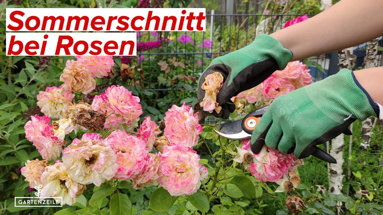 Wunderbar Rosenschnitt Im Sommer Bild