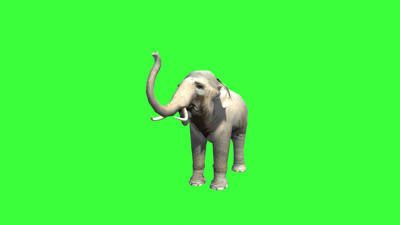 Awesome Green Screen Asian Elephant Animation - YouTube