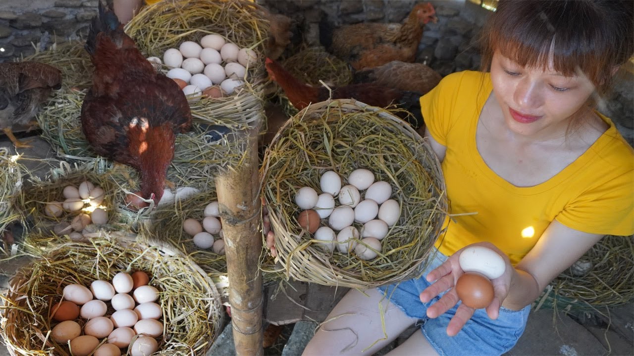 Complete Build a pit system for chicken to lay and hatch eggs ...