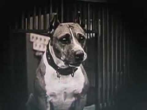 Tribute to Luke, Pit Bull Movie Star (1910s) Best Friend - YouTube