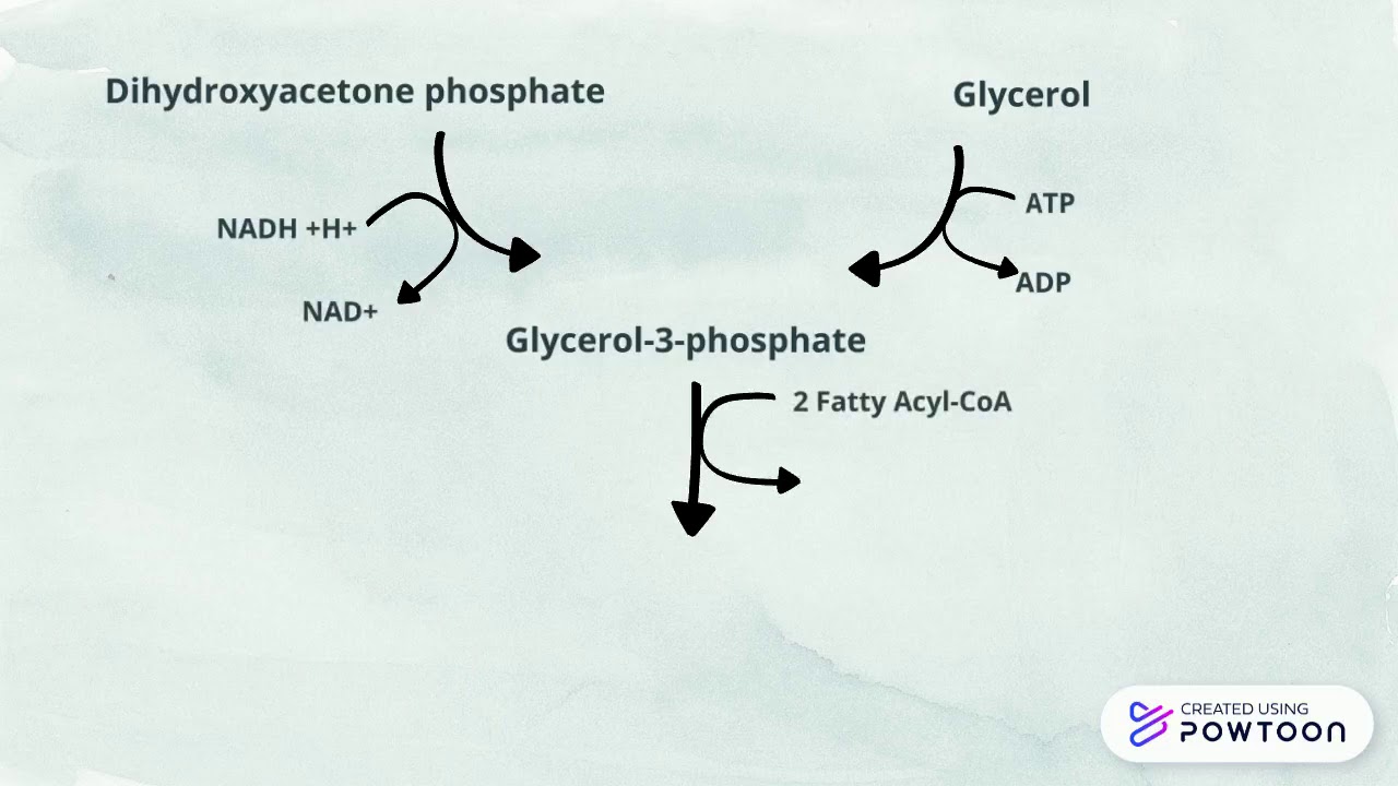 synthesis of triglycerides - YouTube