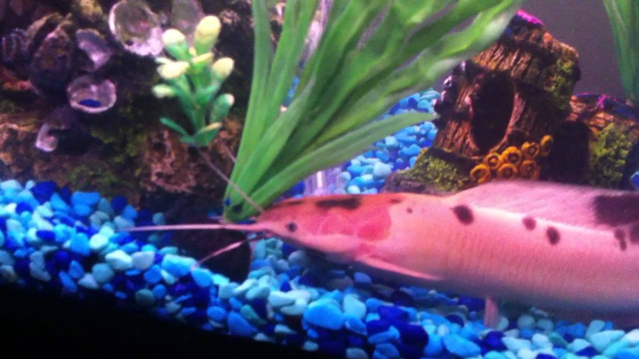 Stupid Ass Marble Cat fish - YouTube