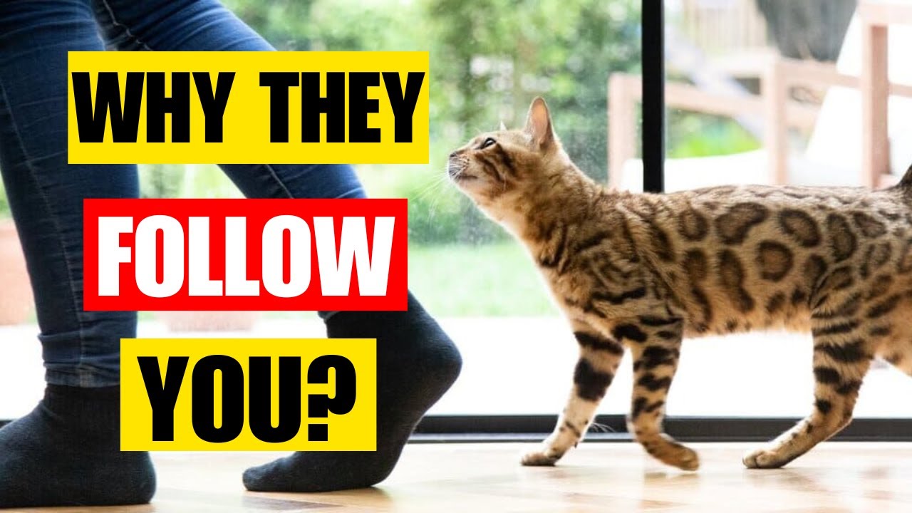 Why Cats Follow You Around The House? | Kitten Munch Answers - YouTube