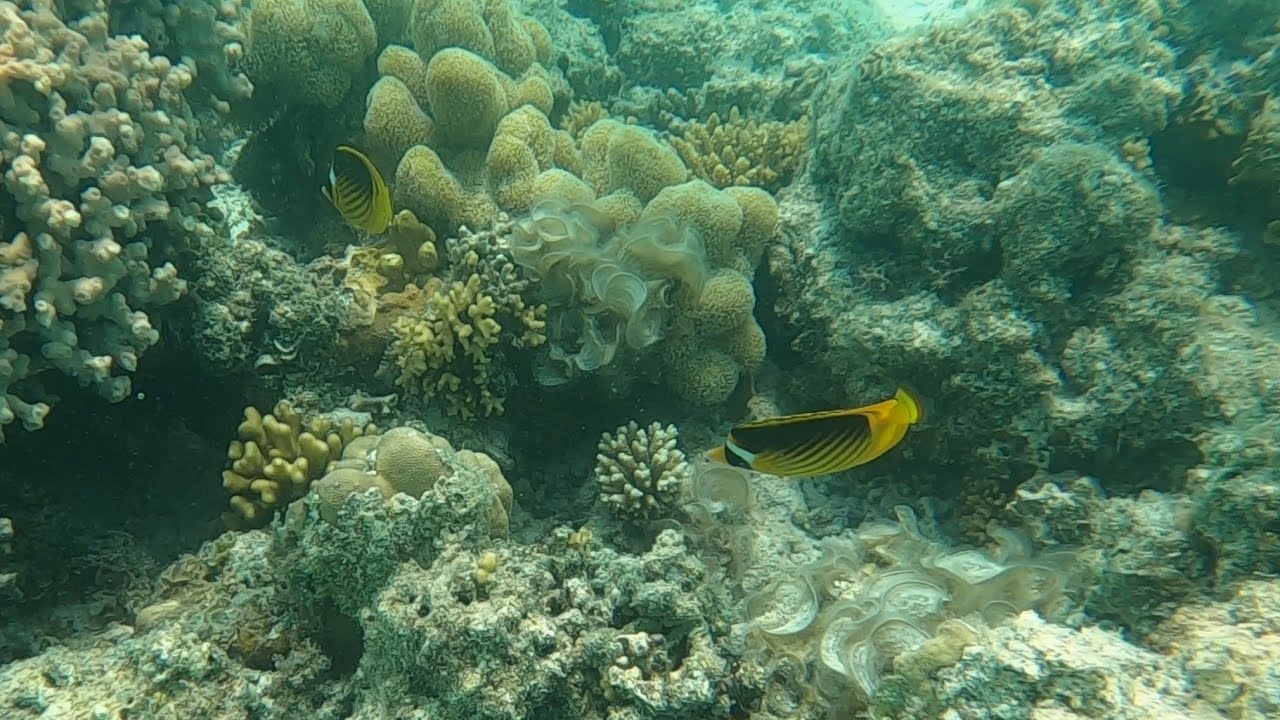 A Short Trip to UMLUJ - Snorkeling in The Red Sea - GoPro Hero8 - YouTube