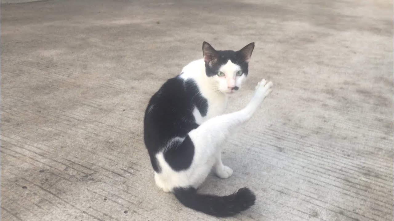 Kucing angkat Kaki 😄 - YouTube