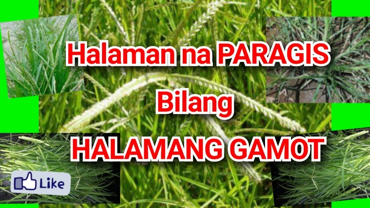 HALAMAN na PARAGIS (Bilang HALAMANG GAMOT) - YouTube