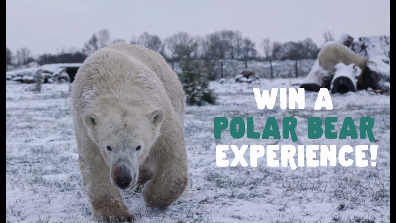 Polar Bear Experience - YouTube