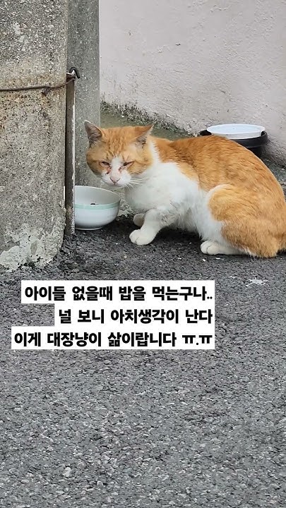 떠돌아 다니지말고엄마 밥 먹게 여기 있어라~~ Youtube
