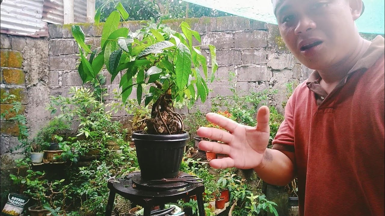 Bonsai work at ficus ulmifolia/ IS-IS ,Root over rock from yamadori to ...