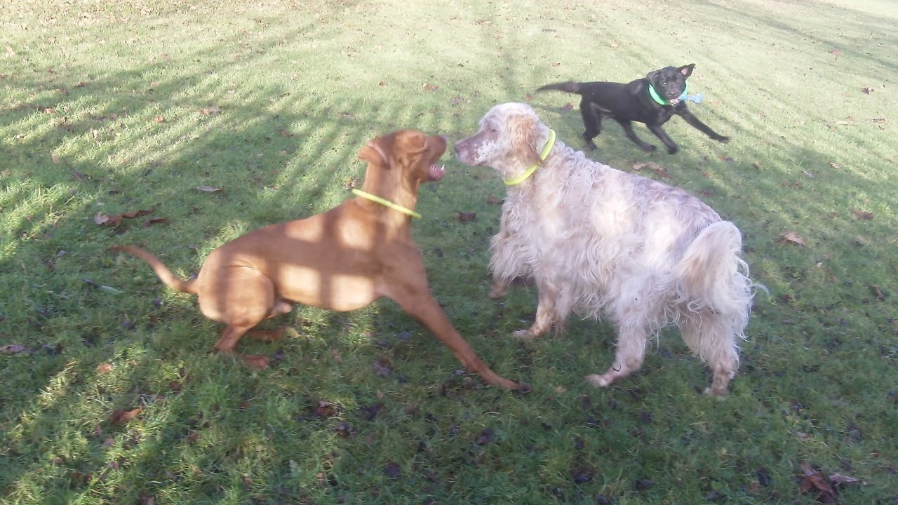 English Setter, Labrador & Vizsla at A & B Dogs Boarding & Training ...