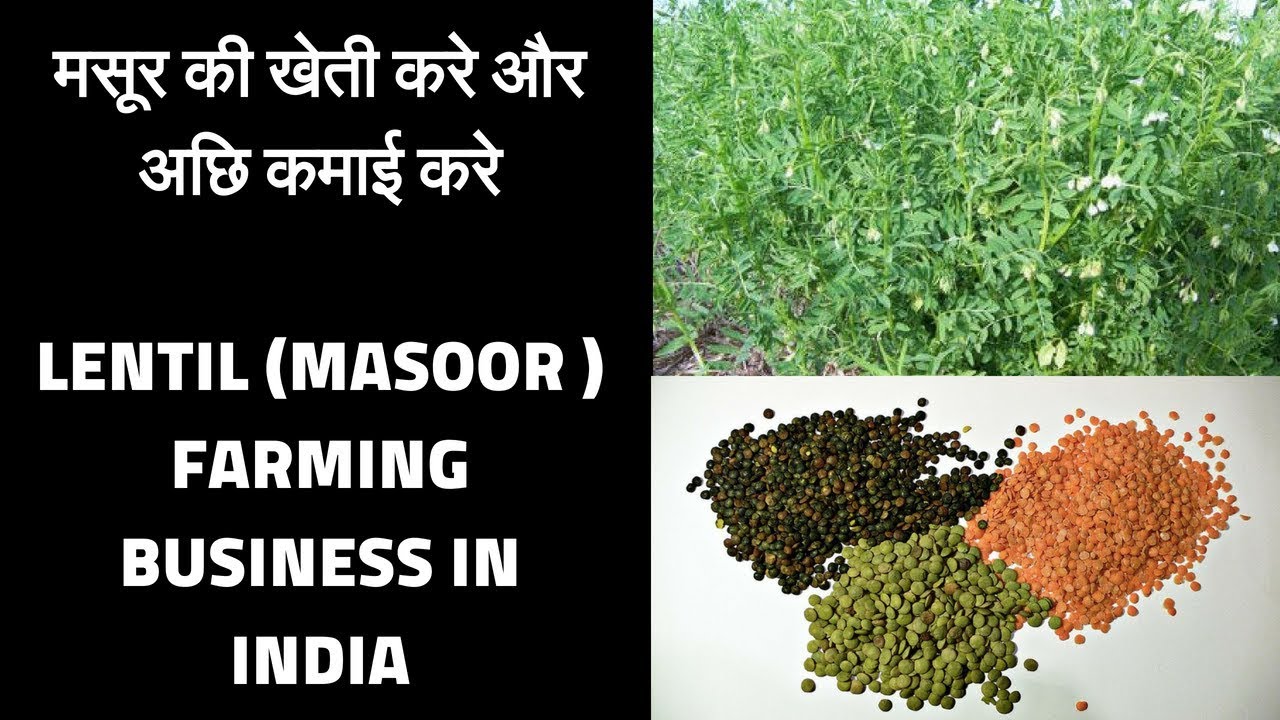 Lentil masoor farming business Low investment and high profit - YouTube