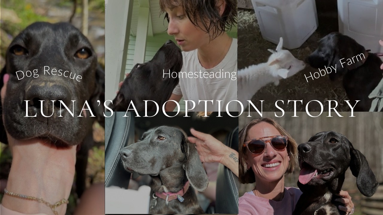 Our first rescue story: an interview with Luna's mom - YouTube