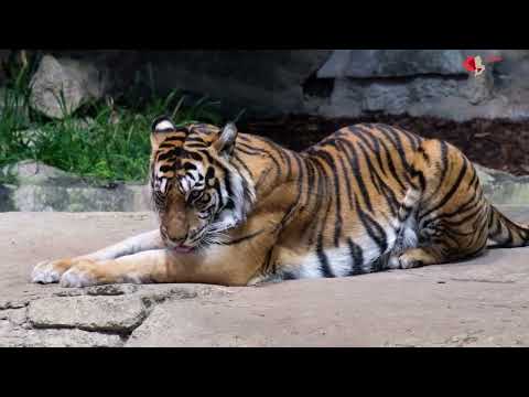 Sumatra-Tiger im Tierpark Berlin