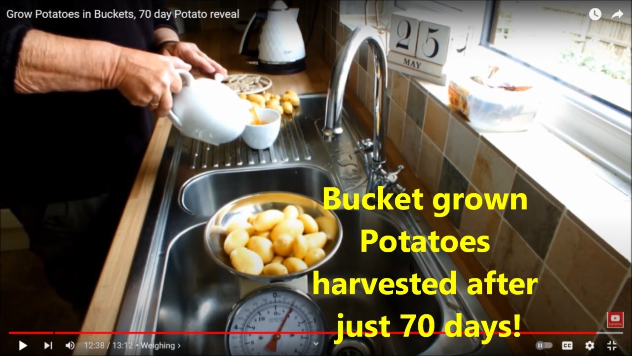 Bucket grown Potato reveal on 70 day's. Sometimes circumstances dictate ...