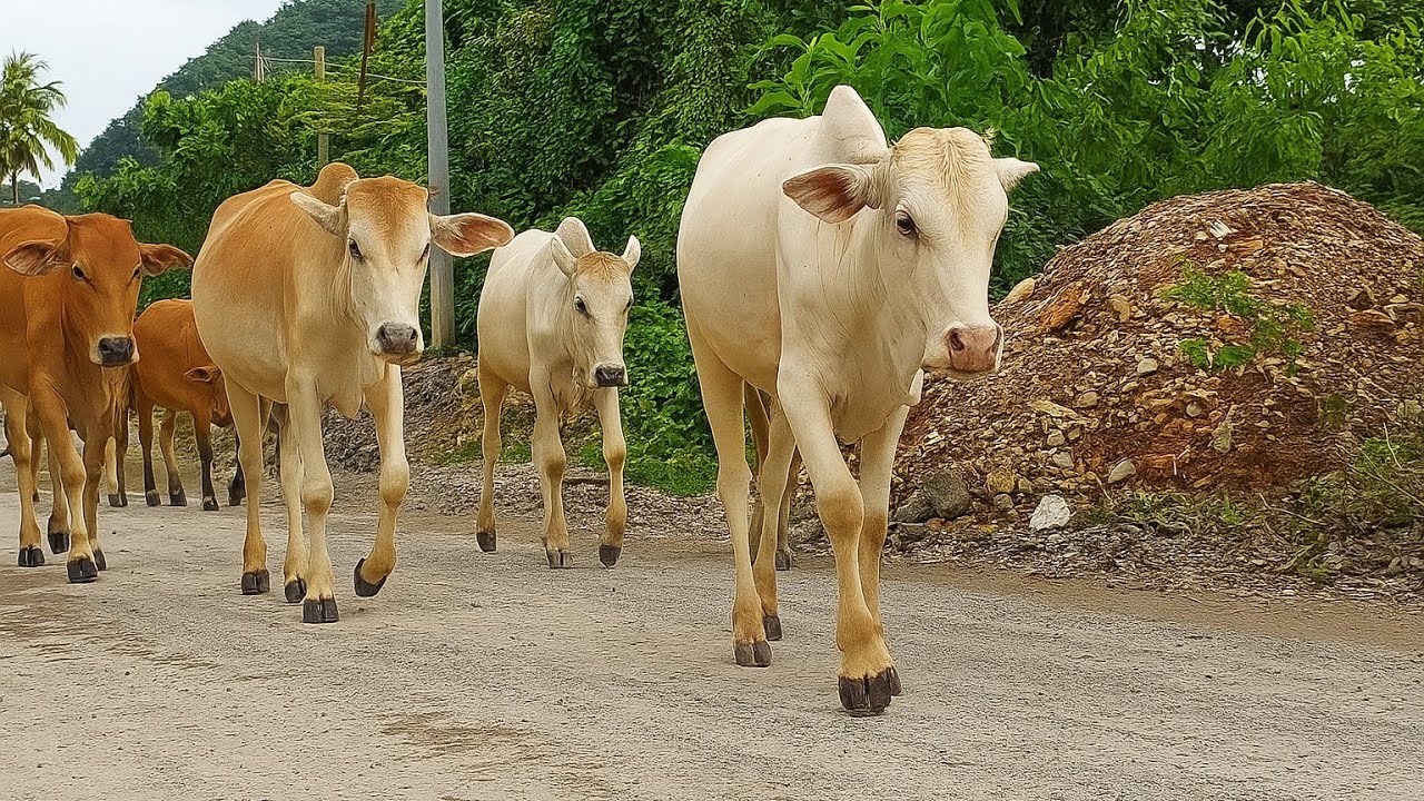 Vidio puluhan sapi berjalan dan berlari menyusuri jalan setapak ...