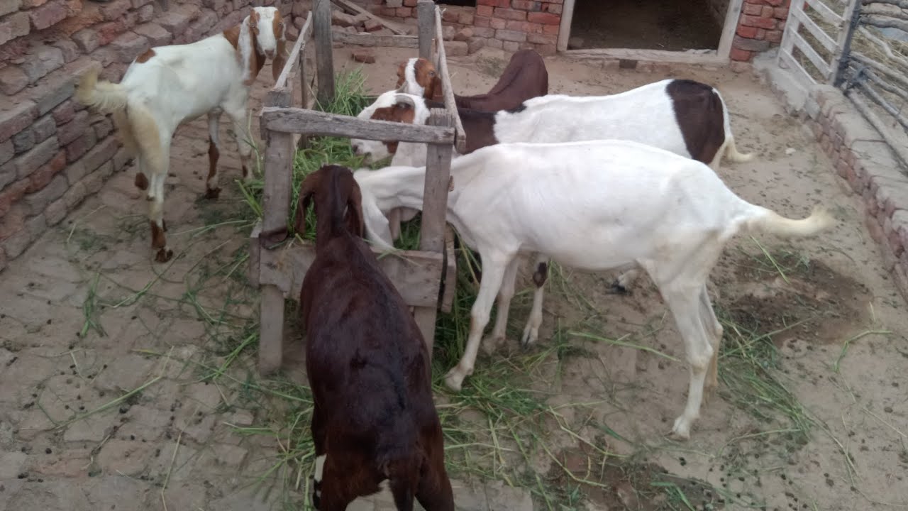 beautiful goats animals | Alla nassal ki bakryan | Breeder nassal ...