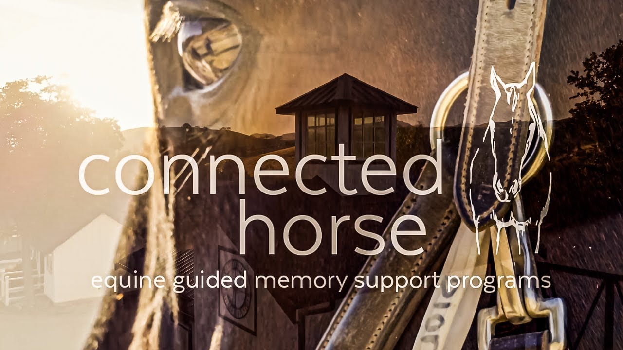 Connect Horse 30 Second Highlights - YouTube