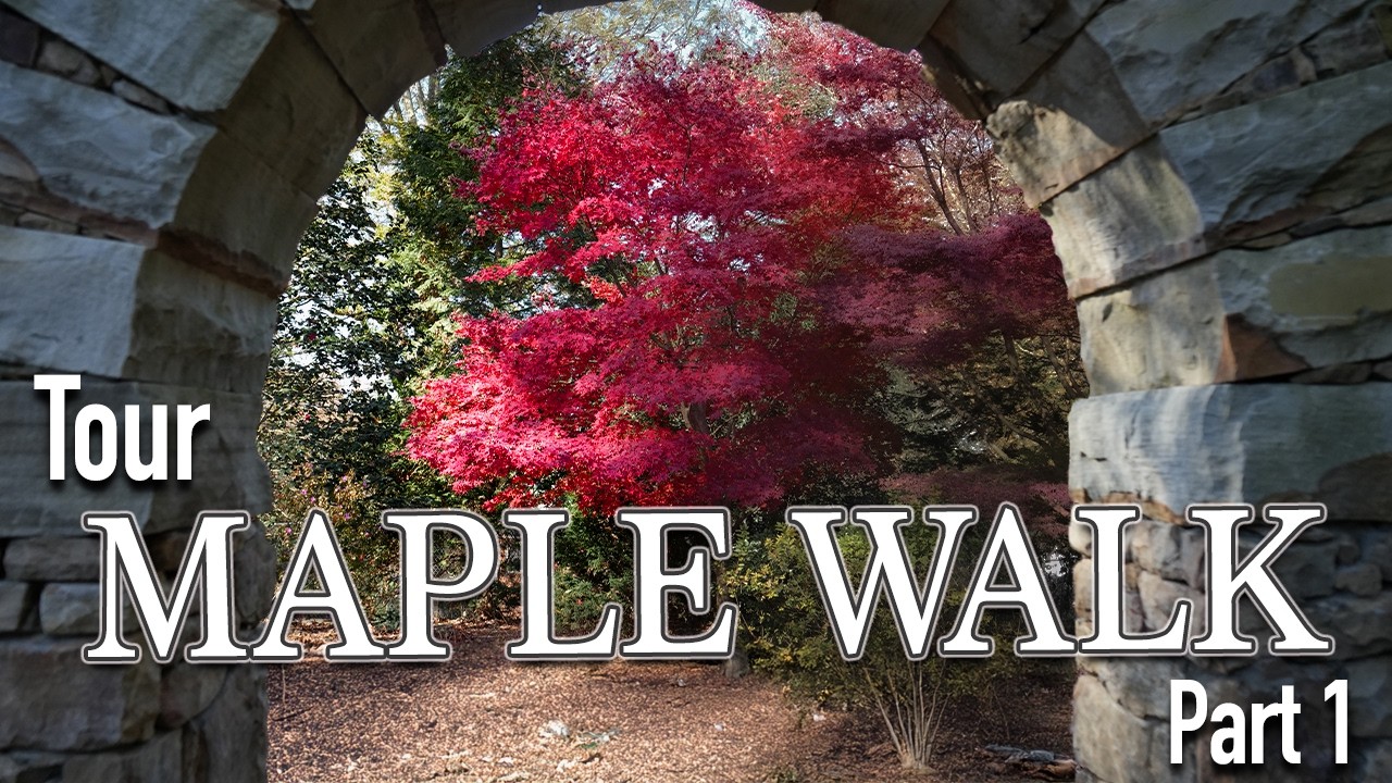 Maple Walk Garden Tour in Charlotte, NC | Stunning Japanese Maples & Unique Trees! Part 1 - YouTube