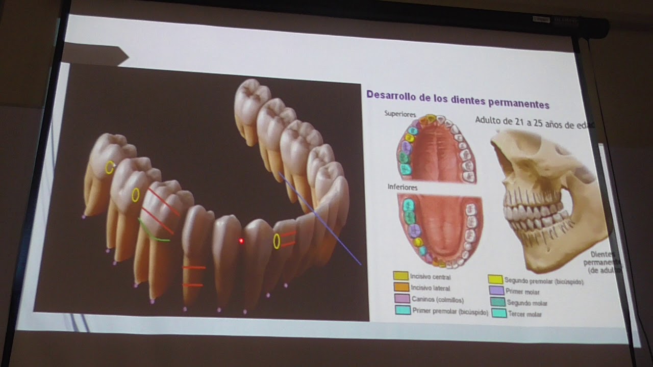Anato II - Generalidades del Sistema Digestivo. Boca, paladar y dientes ...
