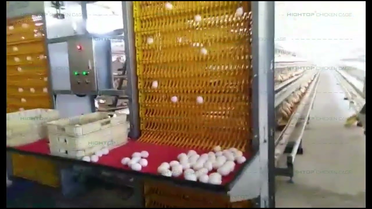 Automatic A-type layer equipment for 20K chickens in one house - YouTube