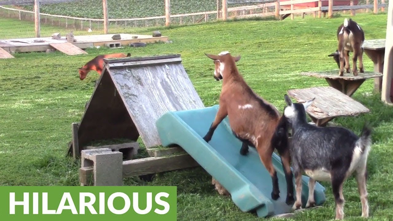 Goats go down slide like a bunch of children! - YouTube