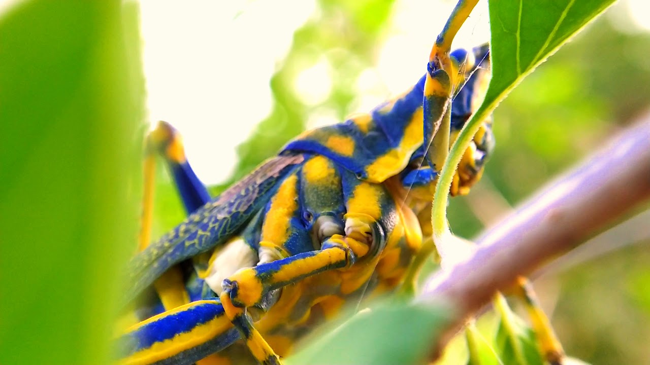 Grasshopper close view | Ram ji ka ghoda - YouTube