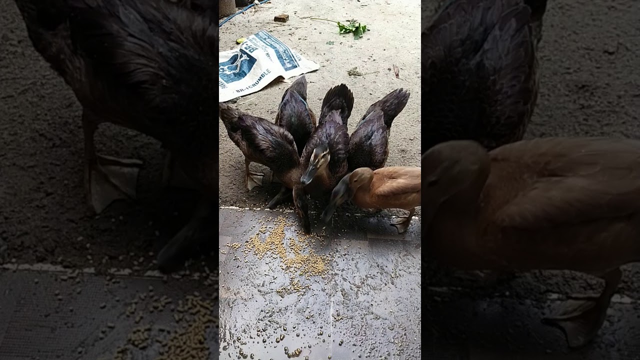 Itik SERATI RAJAnya BEBEK - YouTube