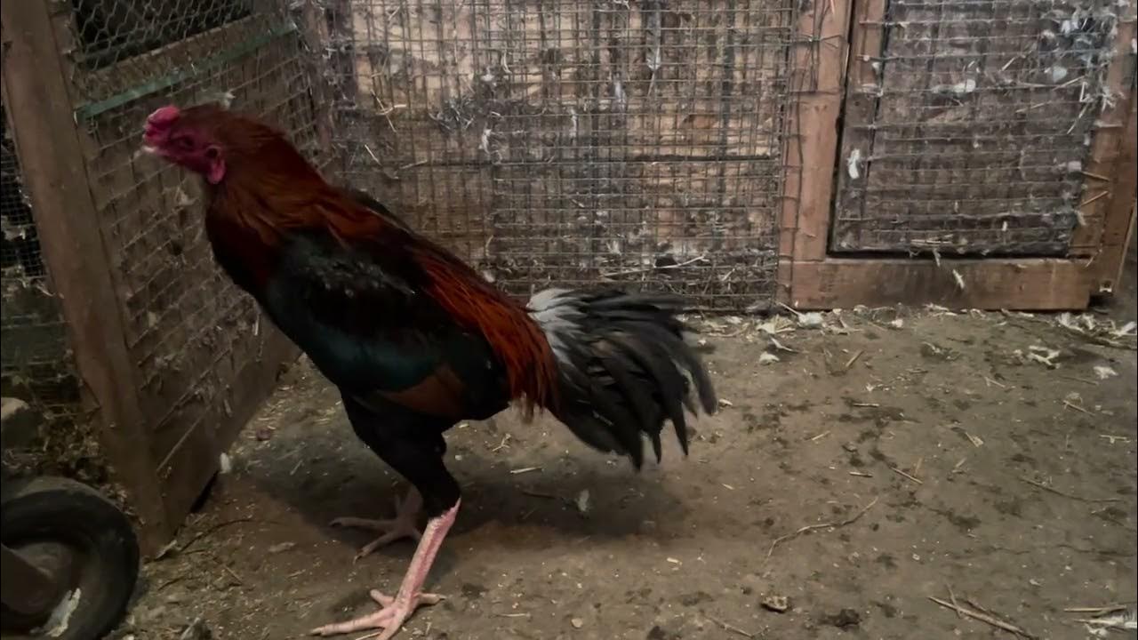 Tuaj update tus menyuam qaib Aseel #3 - YouTube