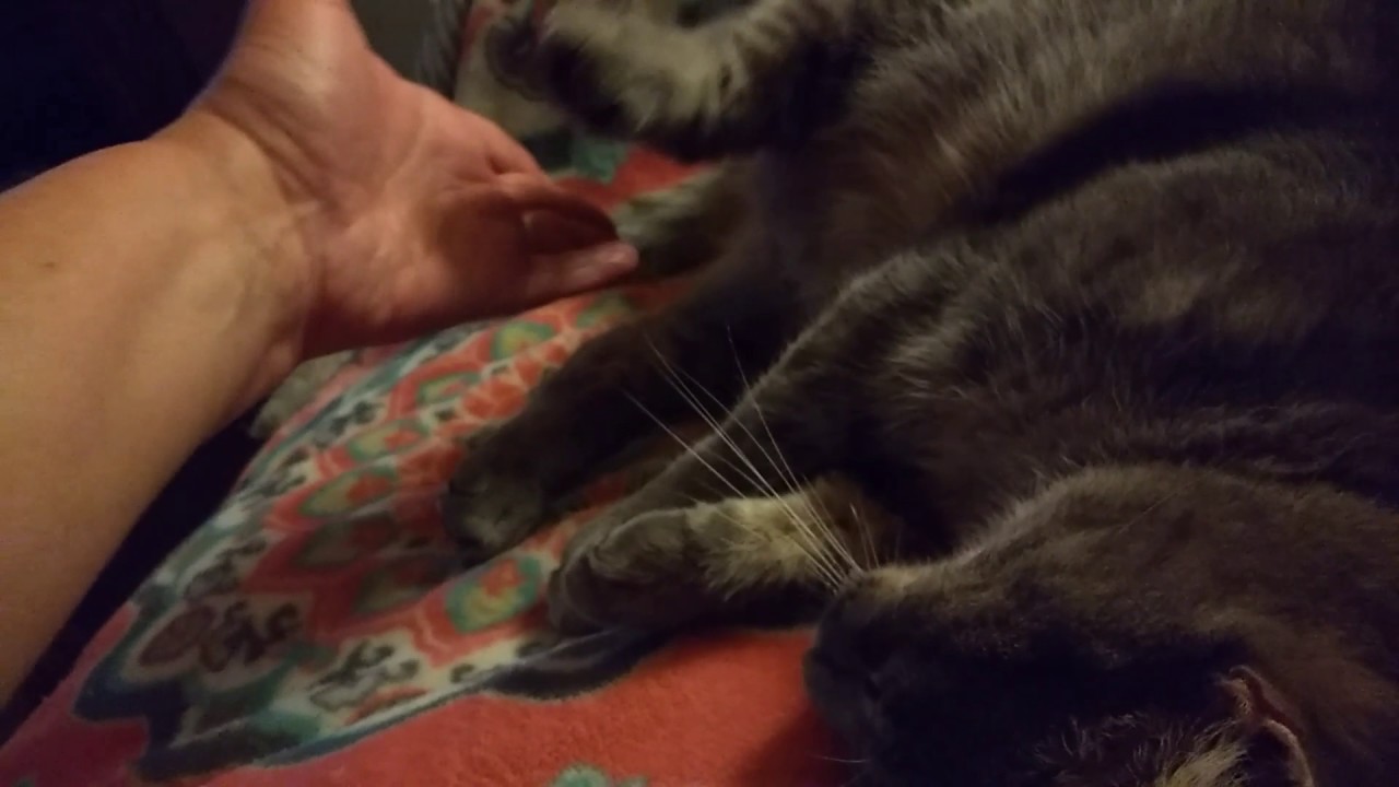 J.J. the cat gives 5's from his back foot - YouTube