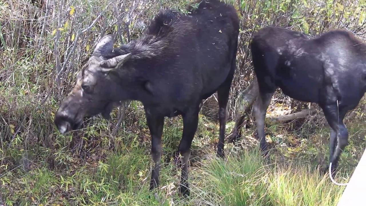 Moose : Adult Female and Offspring - YouTube