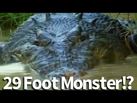 29 Foot Crocodile in Australia Seen - YouTube