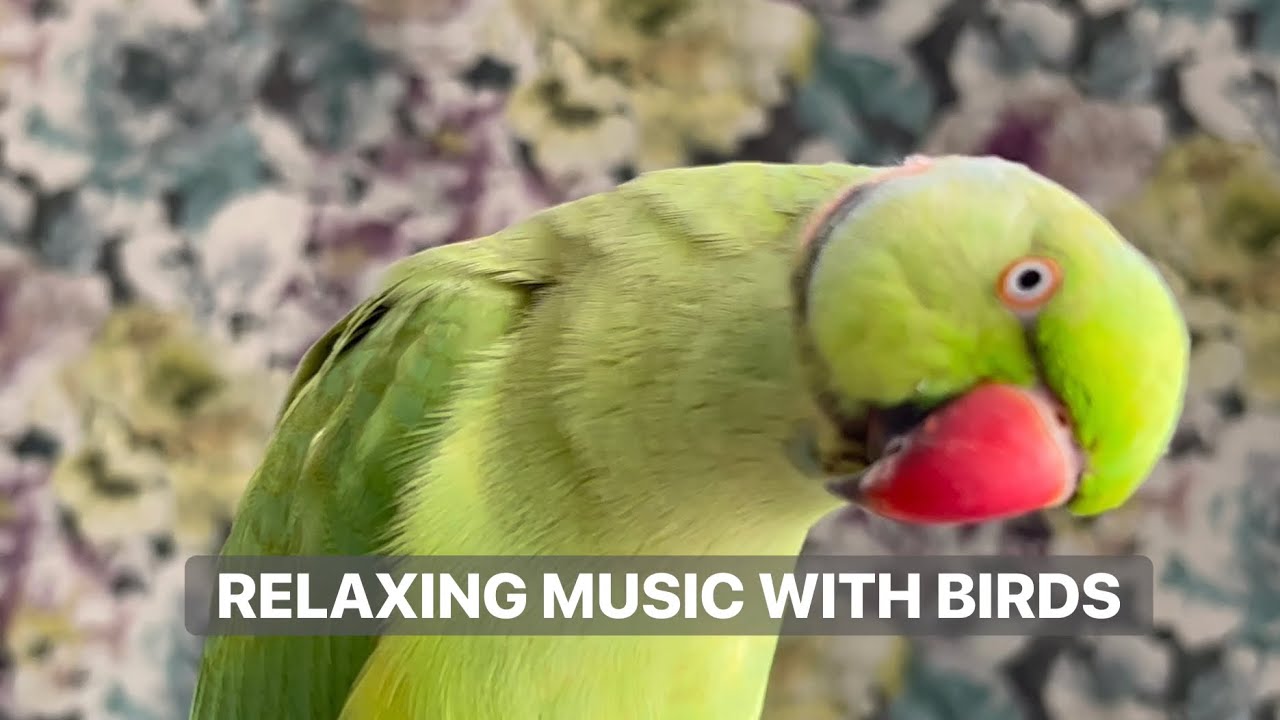 Relaxing Music with Birds - YouTube