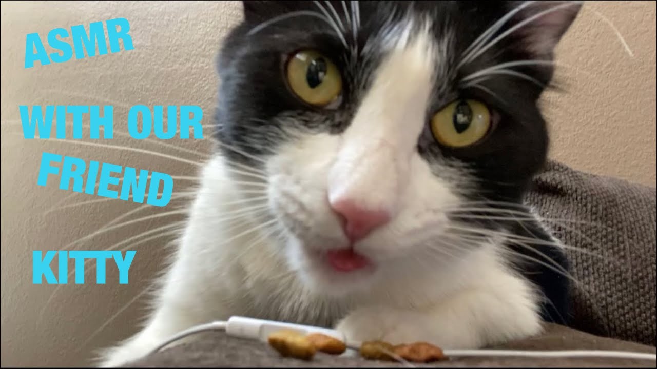 KITTY’S FIRST ASMR - YouTube