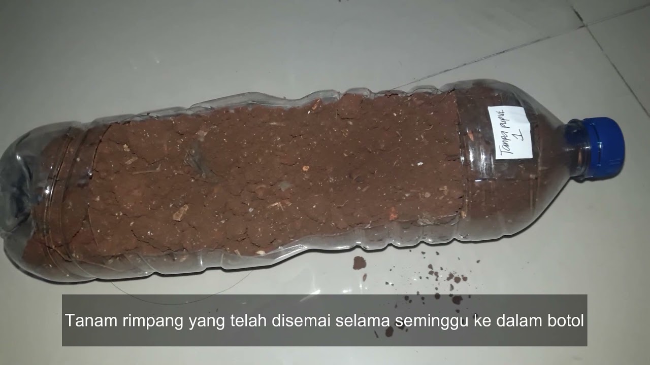 Cara Menanam Tanaman Rimpang dengan Metode Vertical Garden - YouTube