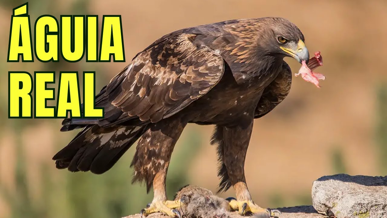 Águia Real: A Rainha dos Céus em Toda sua Grandeza - YouTube