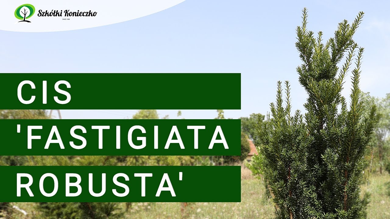 Cis Pospolity 'Fastigiata Robusta' | Rośliny na Żywopłot | Taxus ...