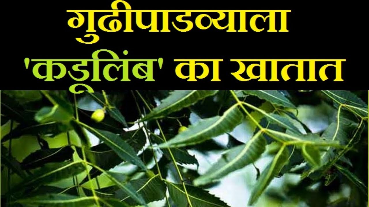 गुढीपाडव्याला कडुलिंब खाण्याचे फायदे | Gudipadwa | Importance of Neem ...