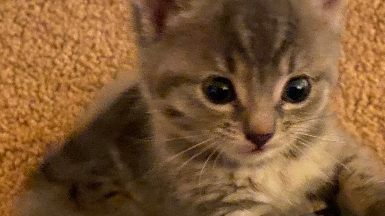 Settle down with cute kittens - YouTube
