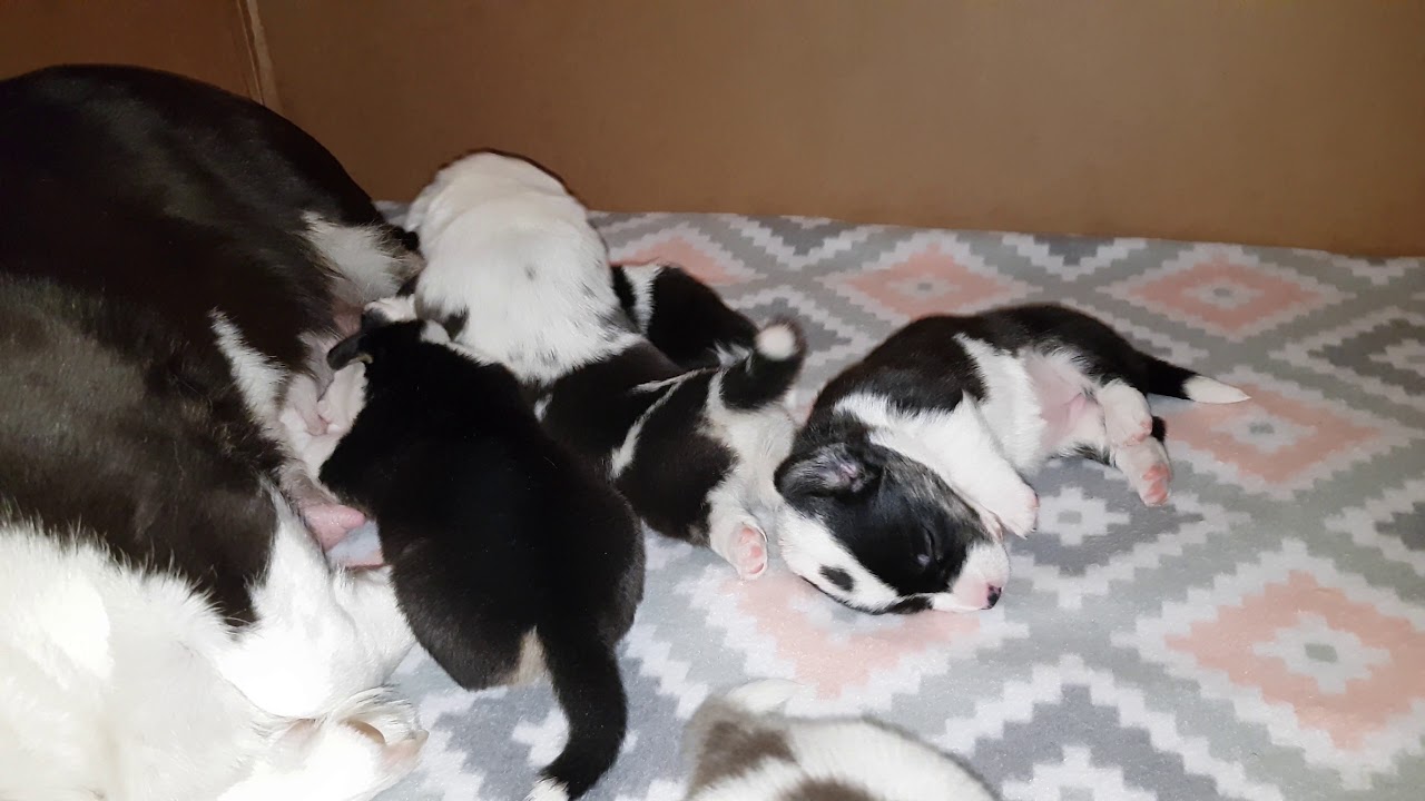 Corgi puppies 2 weeks old🐾 - YouTube