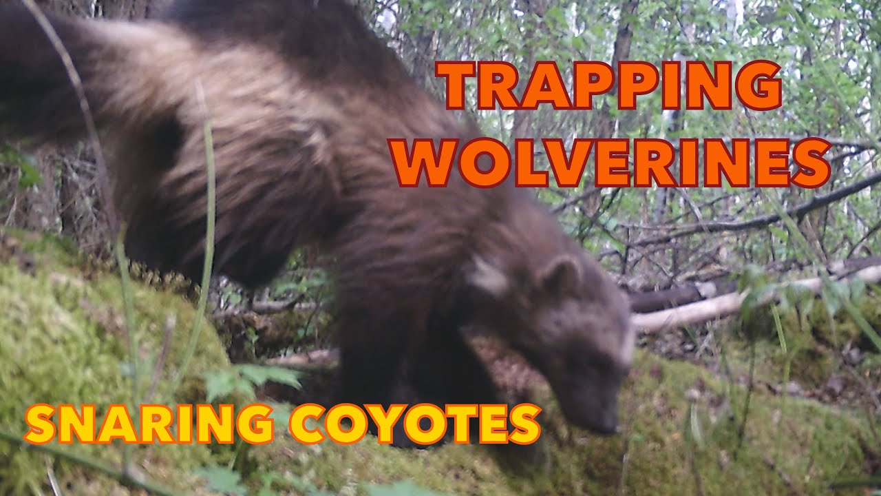 Wolverine Trapping & Snaring Coyotes: Building the Ultimate Wolverine ...