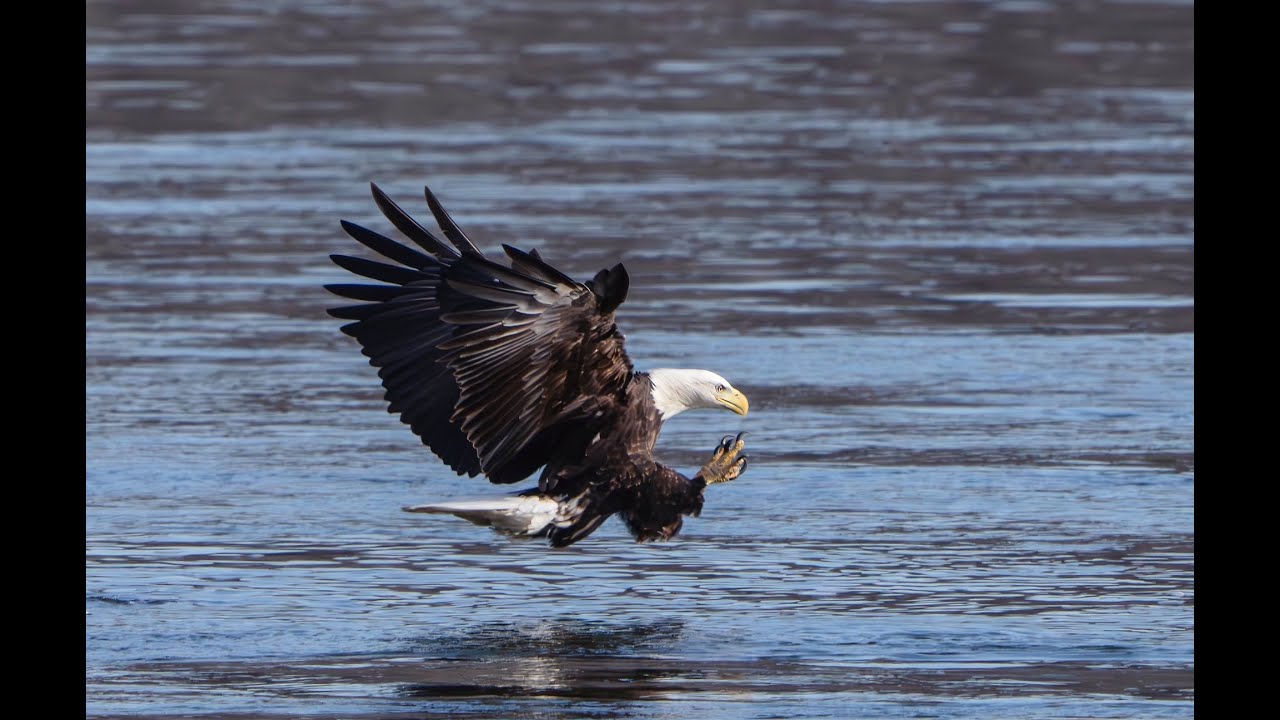 Bald Eagle Fishing Expedition - YouTube
