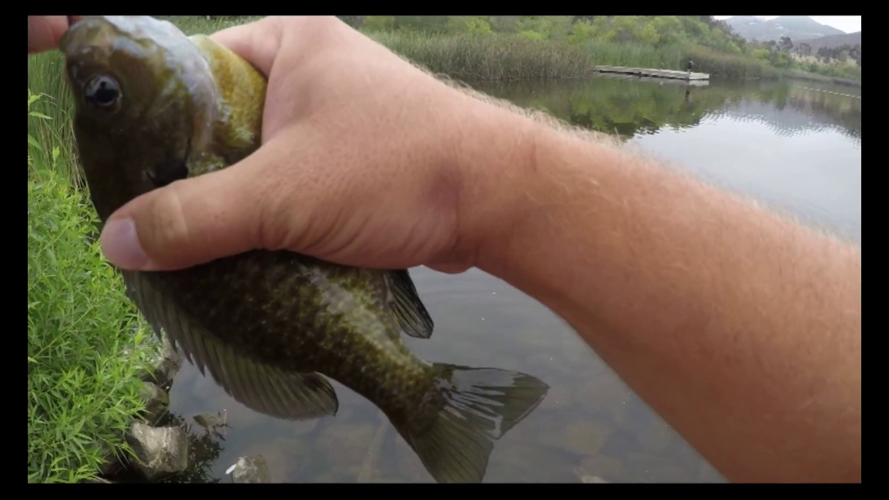 G. Loomis panfish rod (Shimano reel) Ultralight fishing for Bluegill ...