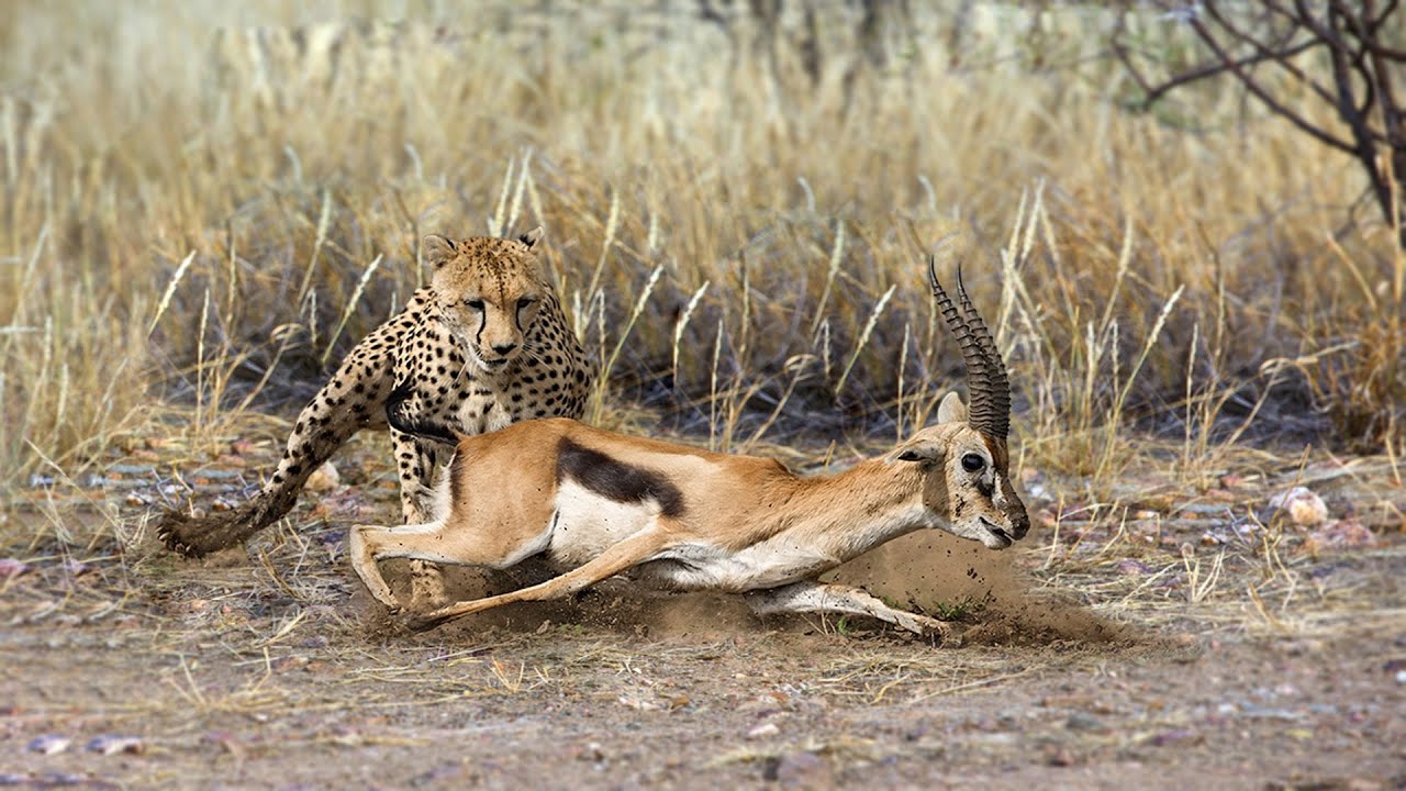 Cheetah Attack Gazelle Cheetah Gazelle Hi Res Stock Photography And