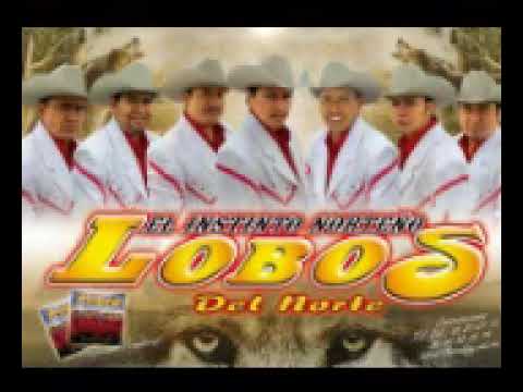ME LLAMAS LOS LOBOS DEL NORTE TEXCOCO EL INSTINTO NORTEÑO - YouTube