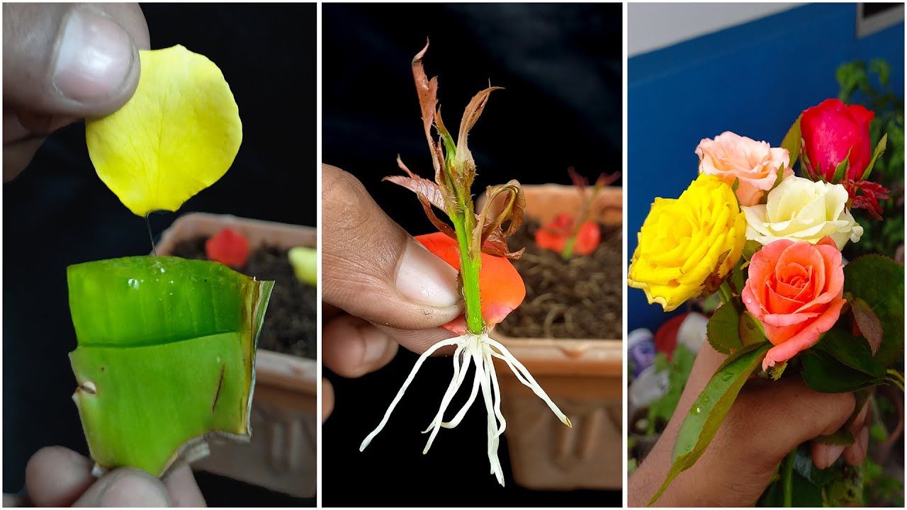 Amazing idea for grow rose plant from petals || method for made home ...