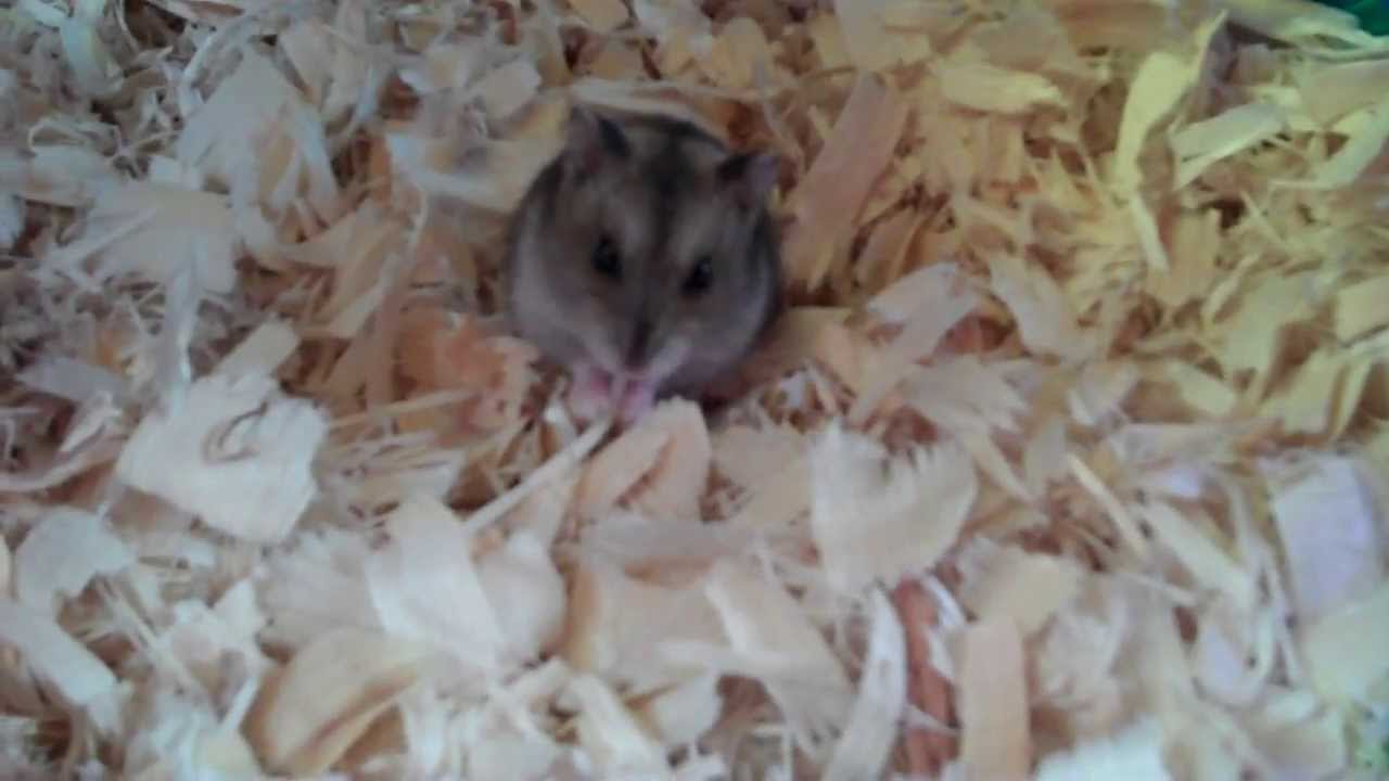 Hamster eating cheese! - YouTube