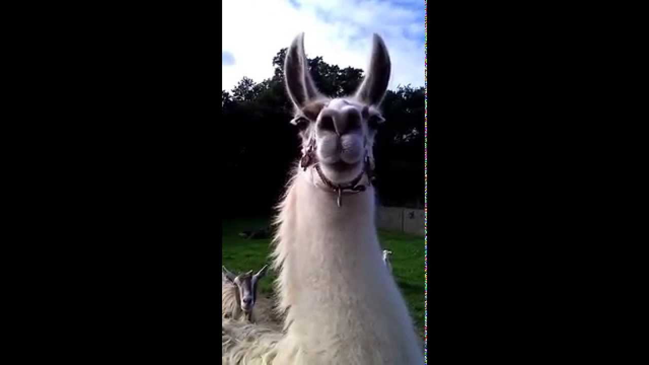 Singing Llama - YouTube